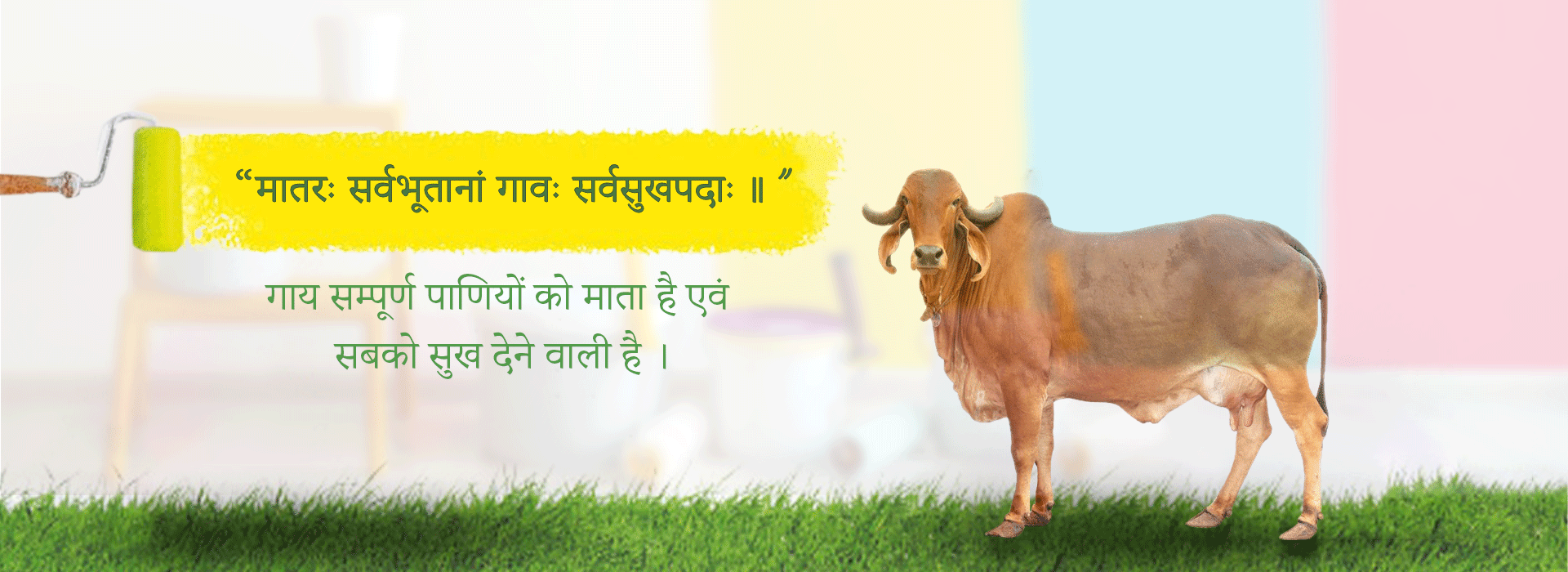 Gaumaya Paints- India's First Cowdung Emulsion Paint Company